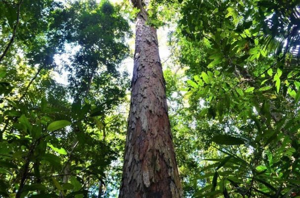 Le plus grand arbre d'Amazonie vient d'être découvert