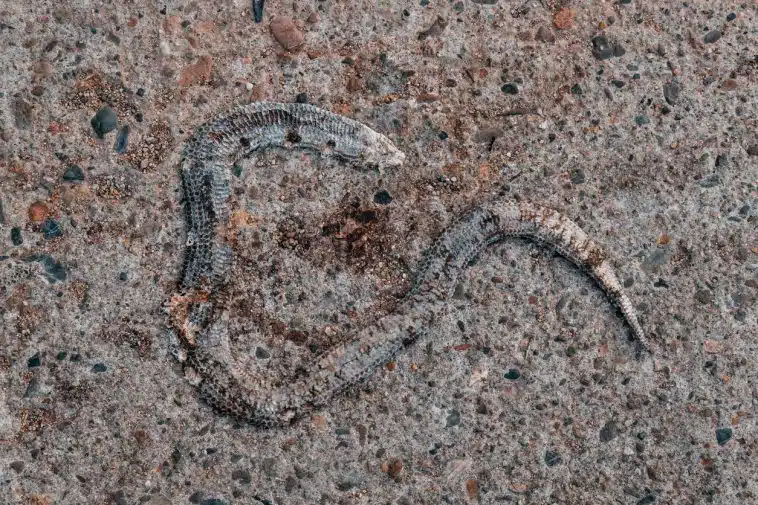 La toute première trace fossile d'un serpent découverte en Afrique du Sud