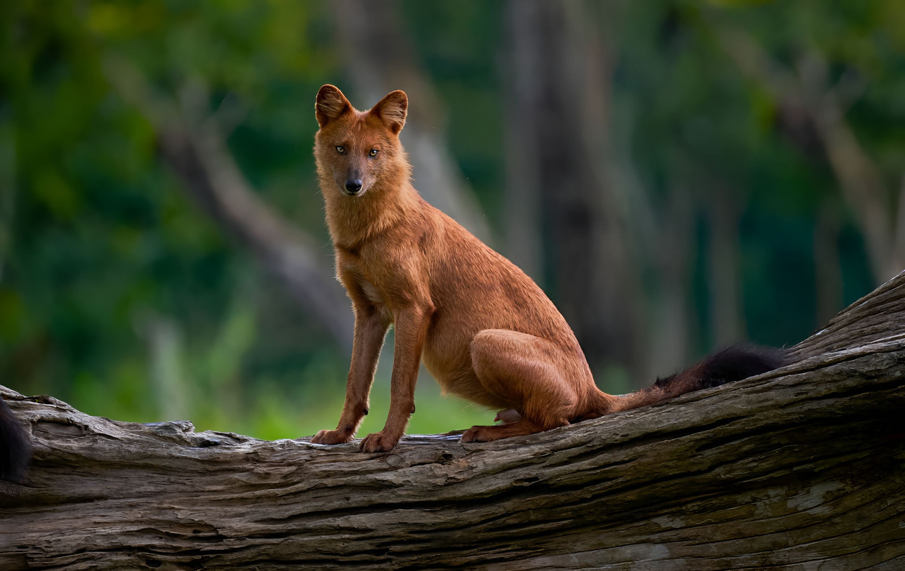 Connaissez-vous le dhole, cet animal gravement menacé
